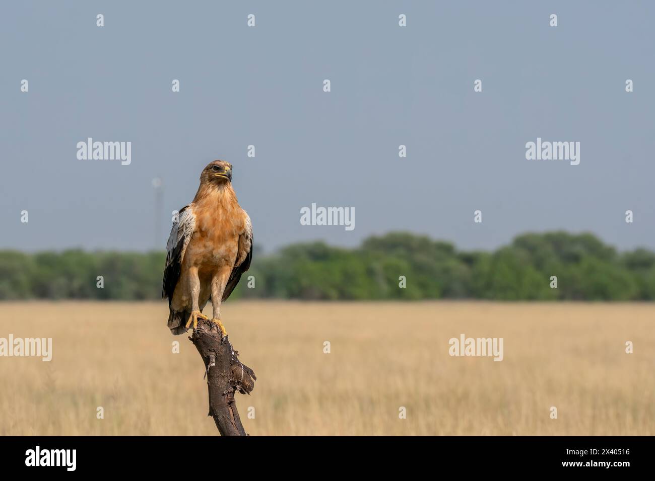 A tawny eagle with rufous morph sitting on top of a tree stomp inside ...