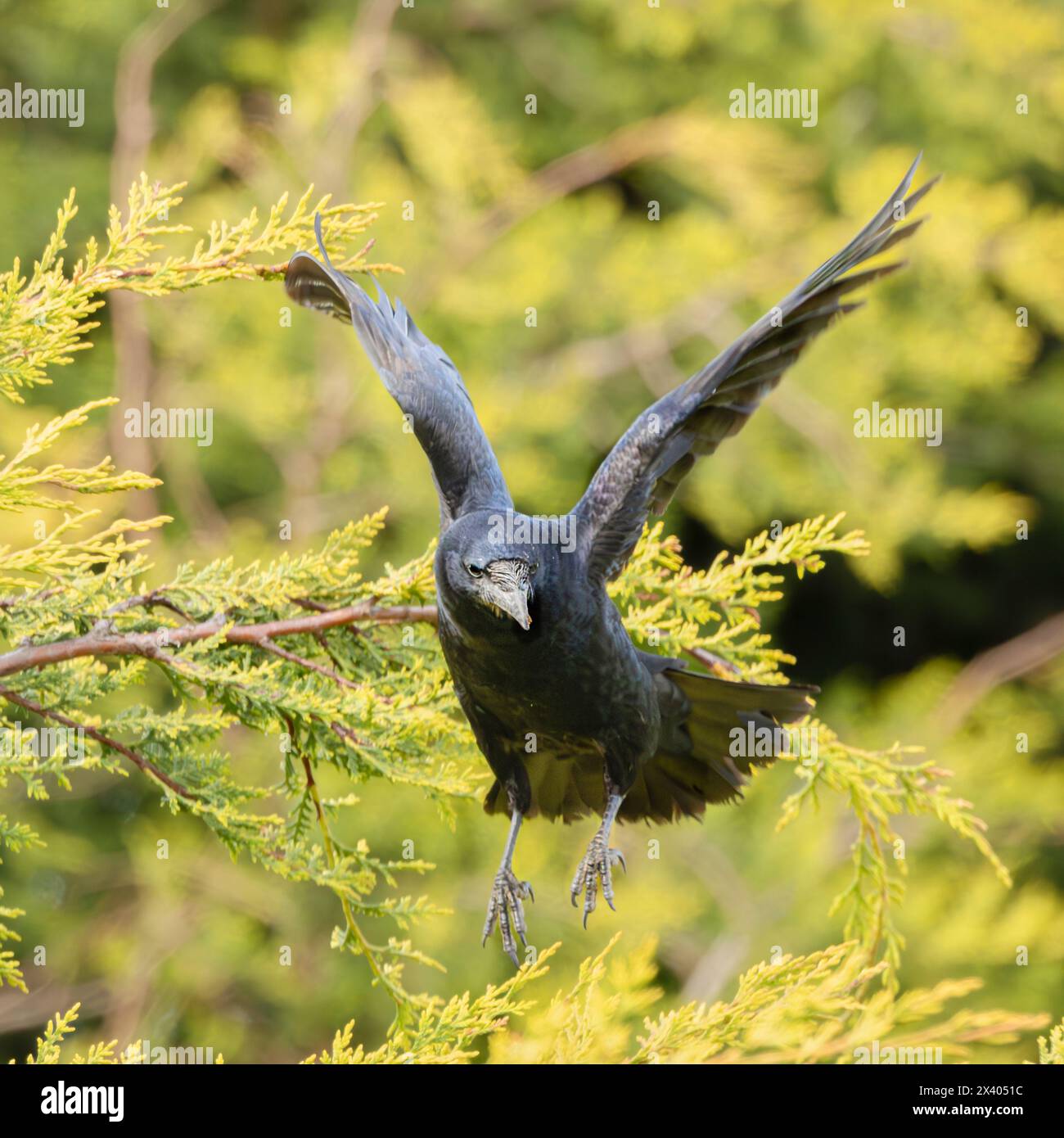Gregarious garden bird hi-res stock photography and images - Alamy