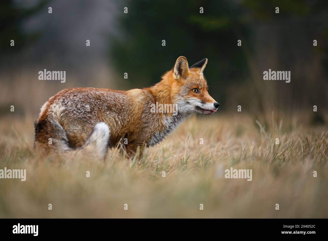 Red fox photographer hi-res stock photography and images - Alamy