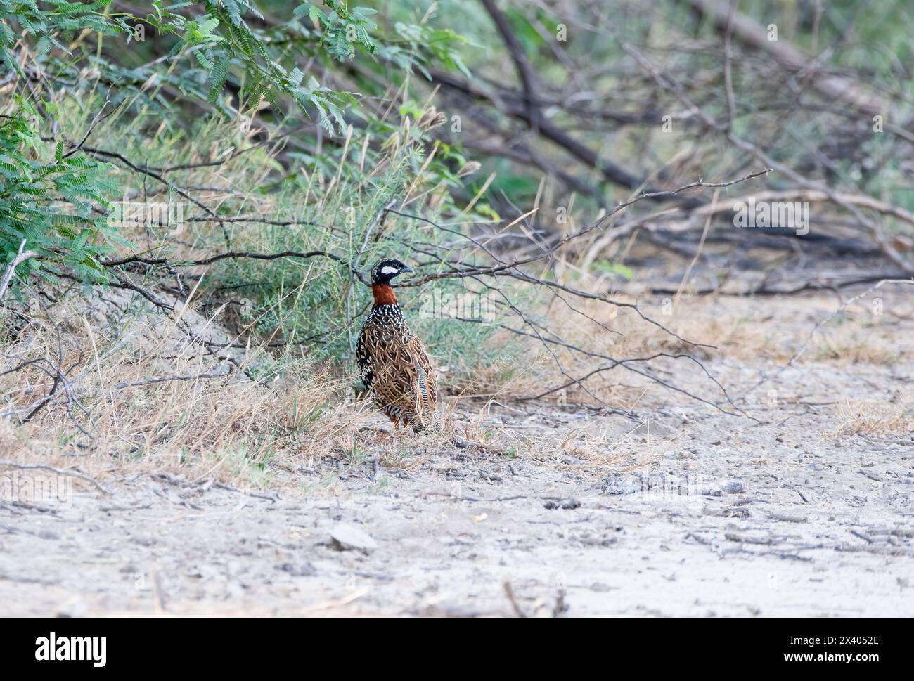 A male black francolin walking inside the grasslands of Tal Chappar ...