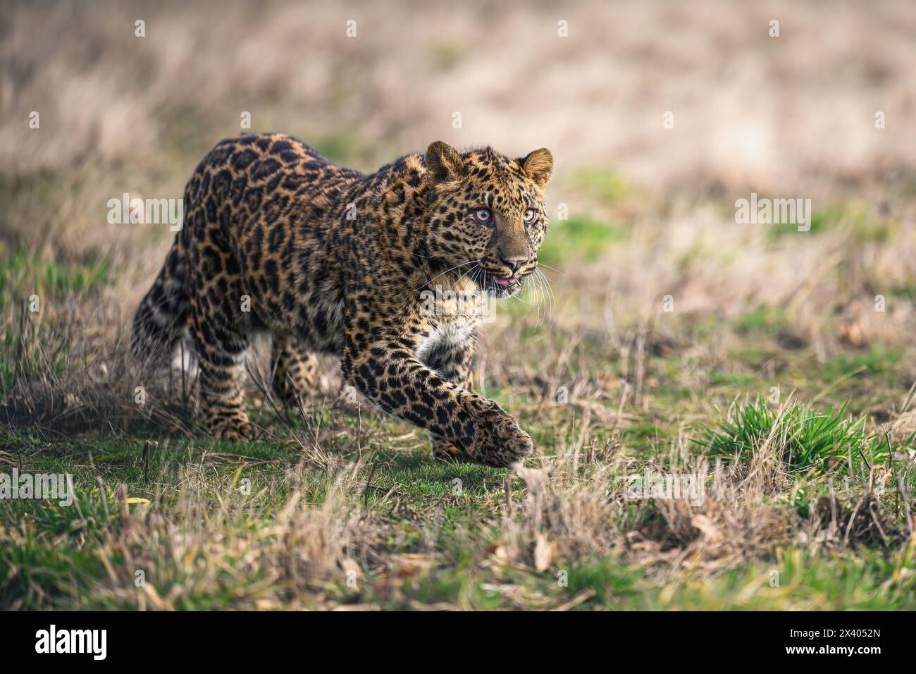 A spotted leopard cub lies and observes the surroundings Stock Photo ...