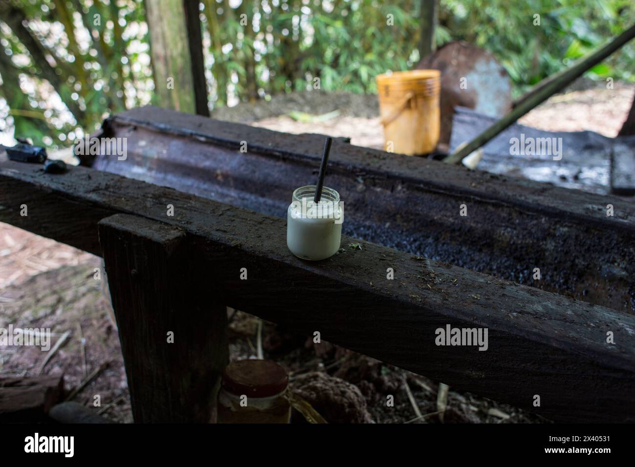 Cocaine, plantation and preparation of cocaine, Colombia, drug Stock ...