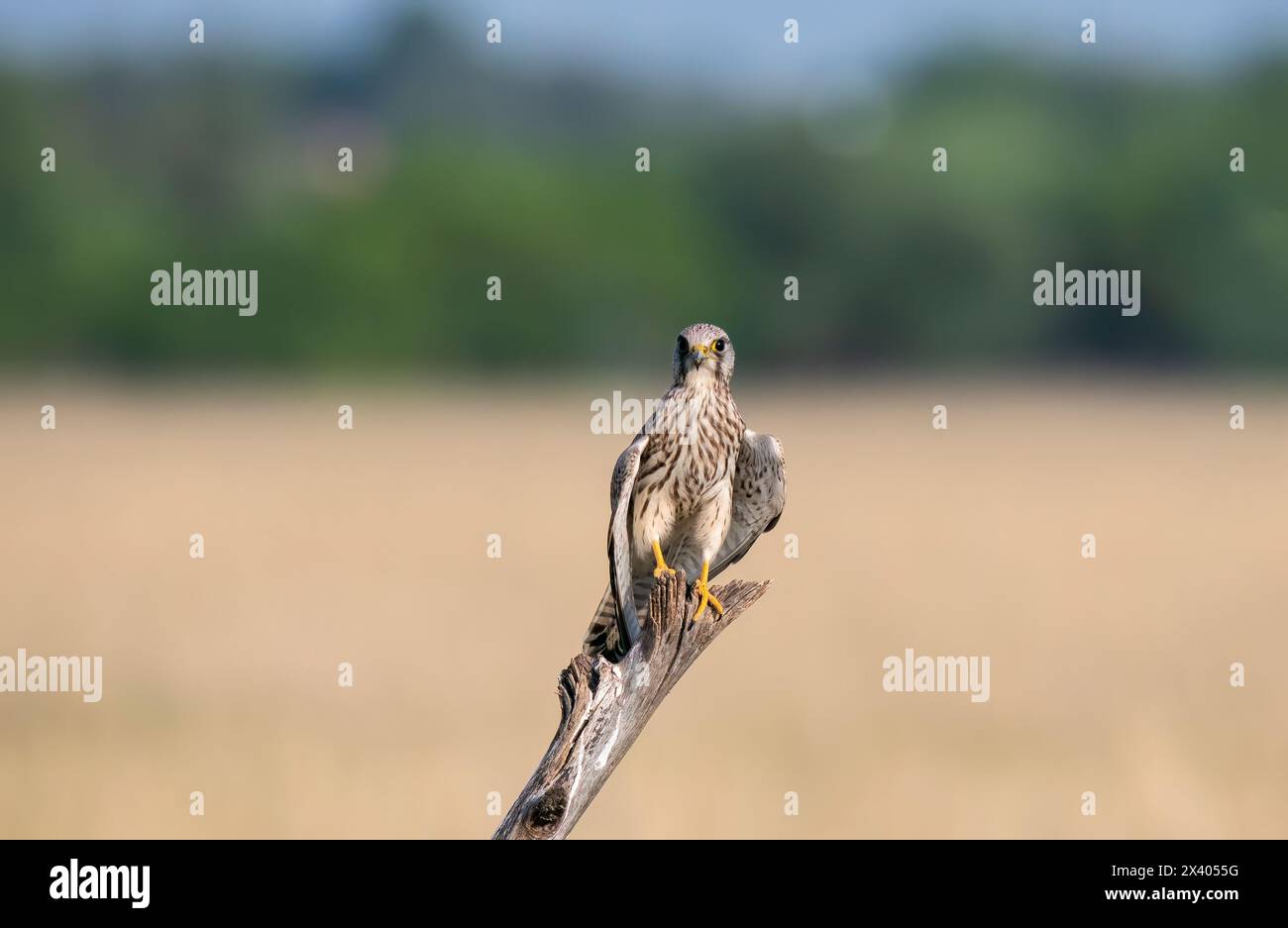 A common Kestrel sitting on top of a tree with the background of ...