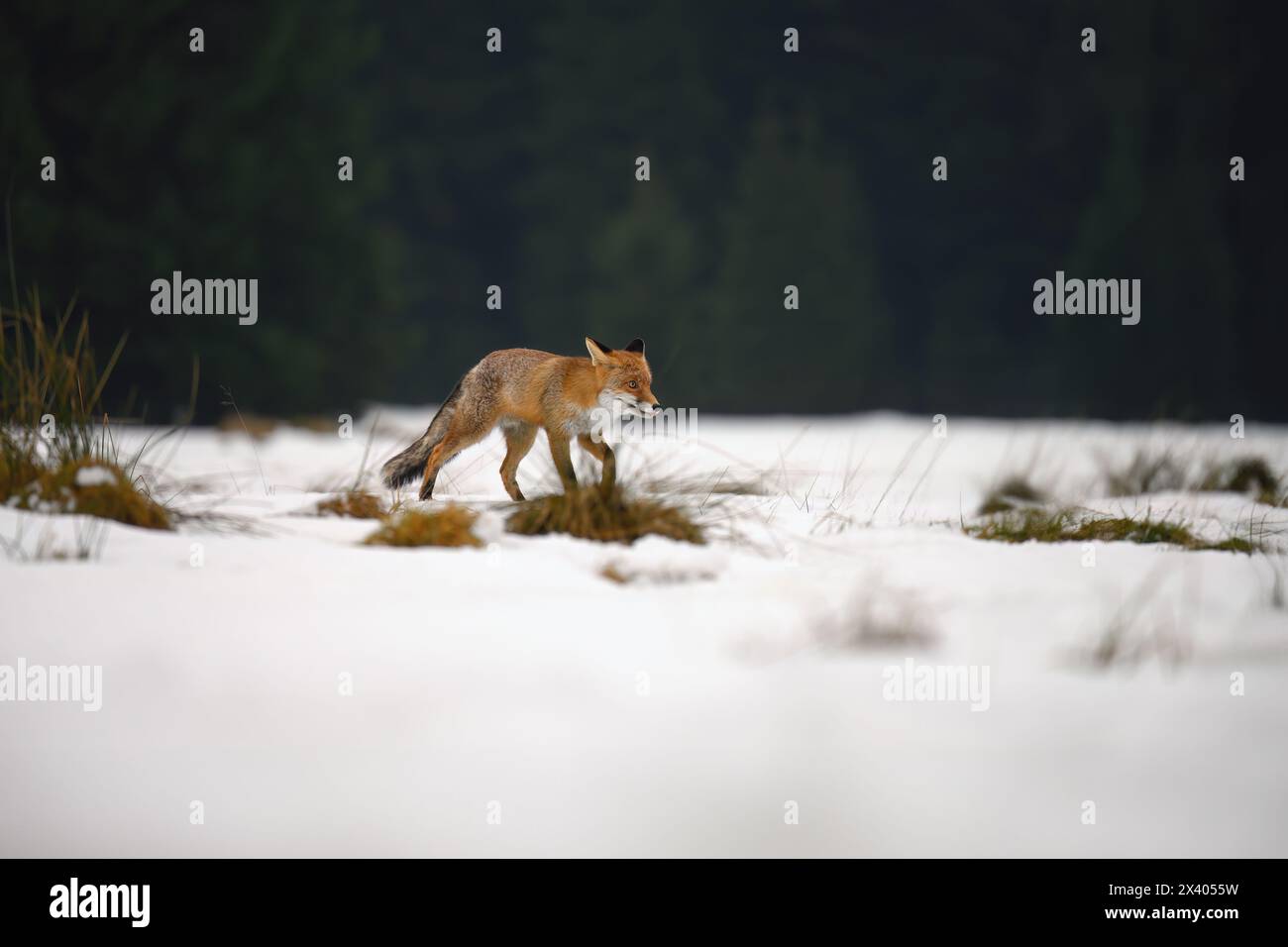 Red fox photographer hi-res stock photography and images - Alamy