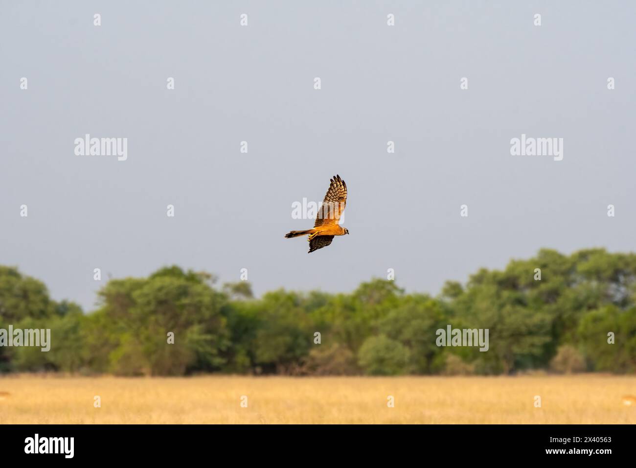 A Eurasian marsh harrier flying high in the grasslands inside Tal ...