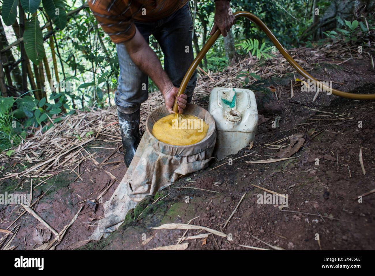 Cocaine, plantation and preparation of cocaine, Colombia, drug Stock ...