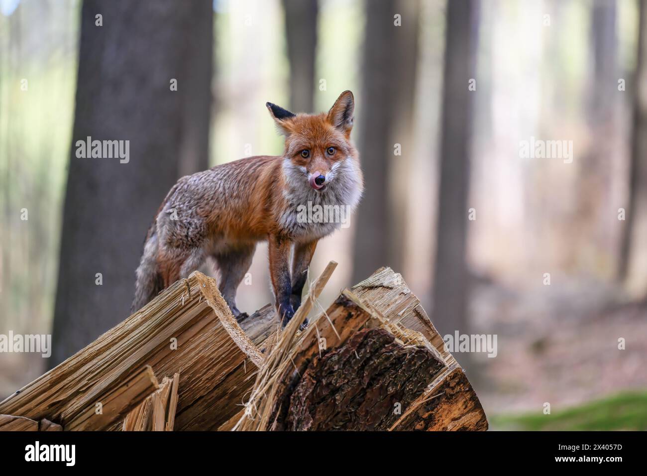 Red fox photographer hi-res stock photography and images - Alamy
