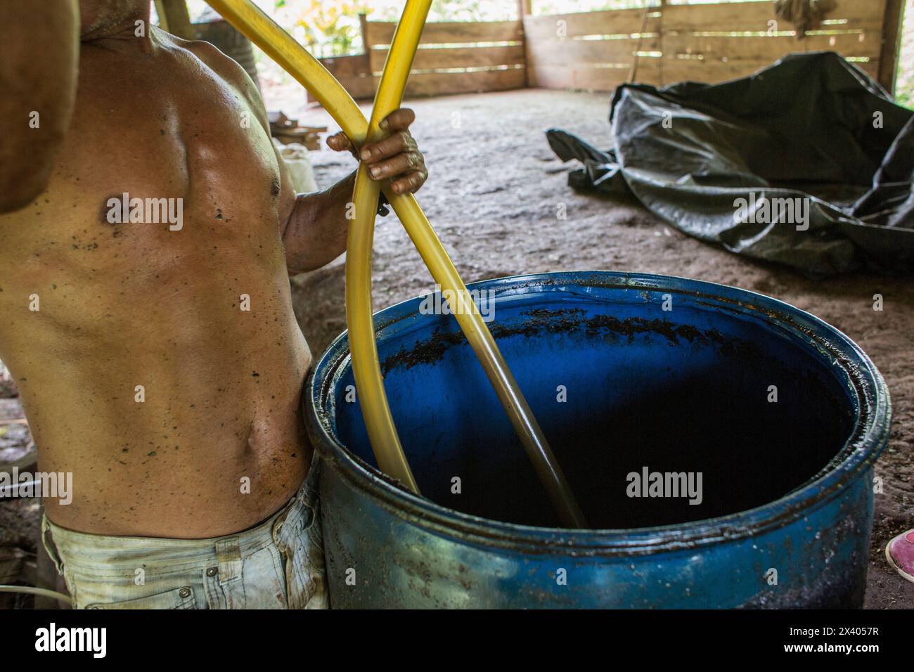 Cocaine, plantation and preparation of cocaine, Colombia, drug Stock ...