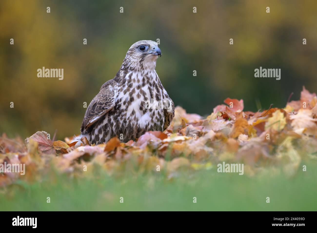 Falcon flies hi-res stock photography and images - Alamy