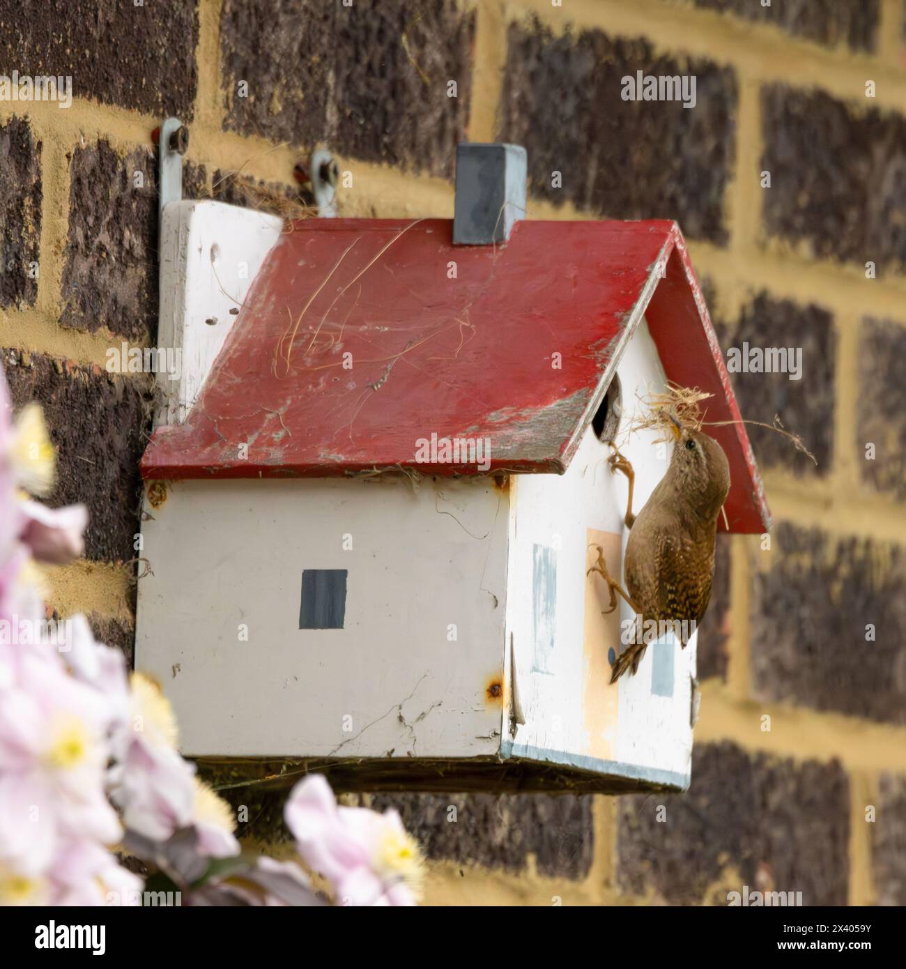Uk garden box wren hi-res stock photography and images - Alamy