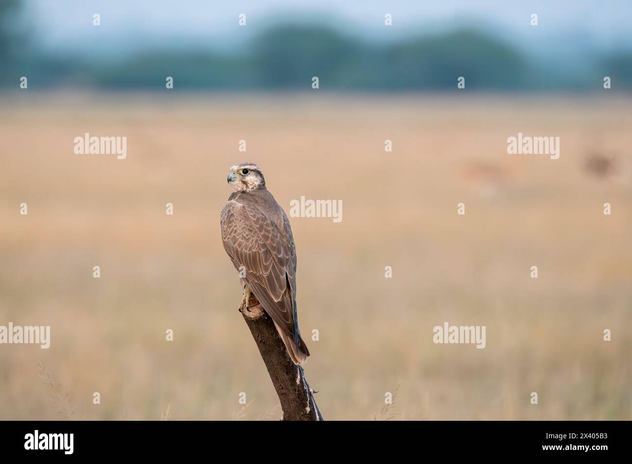 A laggar falcon perched on top of a tree in the grasslands of tal ...