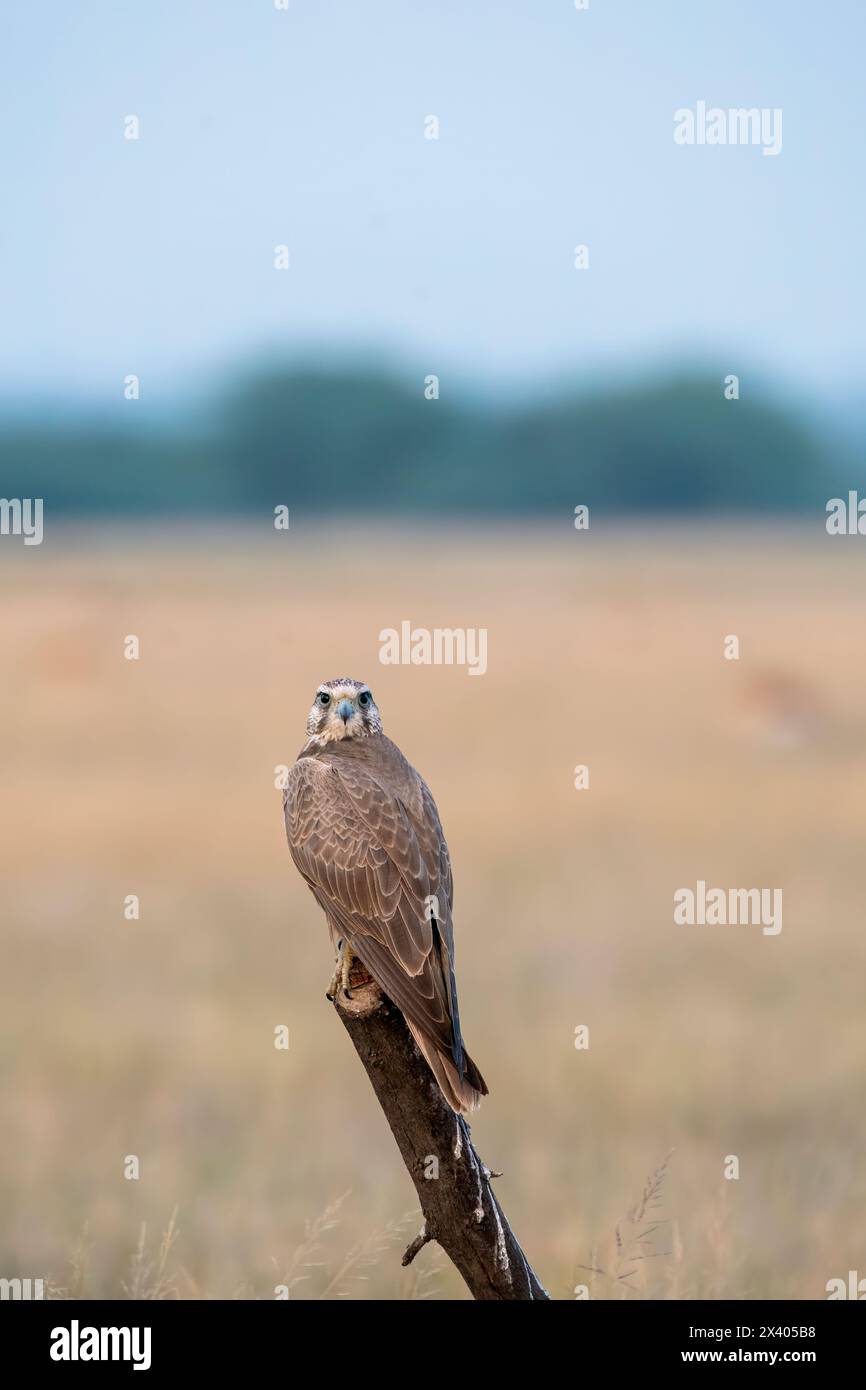 A laggar falcon perched on top of a tree in the grasslands of tal ...