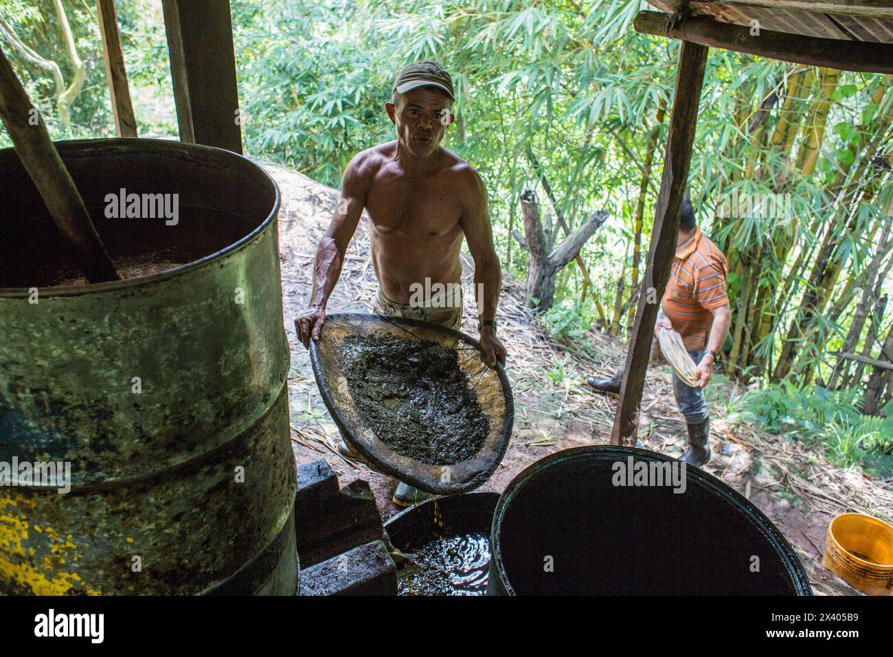 Cocaine, plantation and preparation of cocaine, Colombia, drug Stock ...