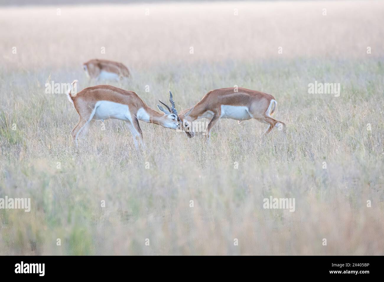 Two male Blackbucks fighting for dominance and mating previlages inside ...