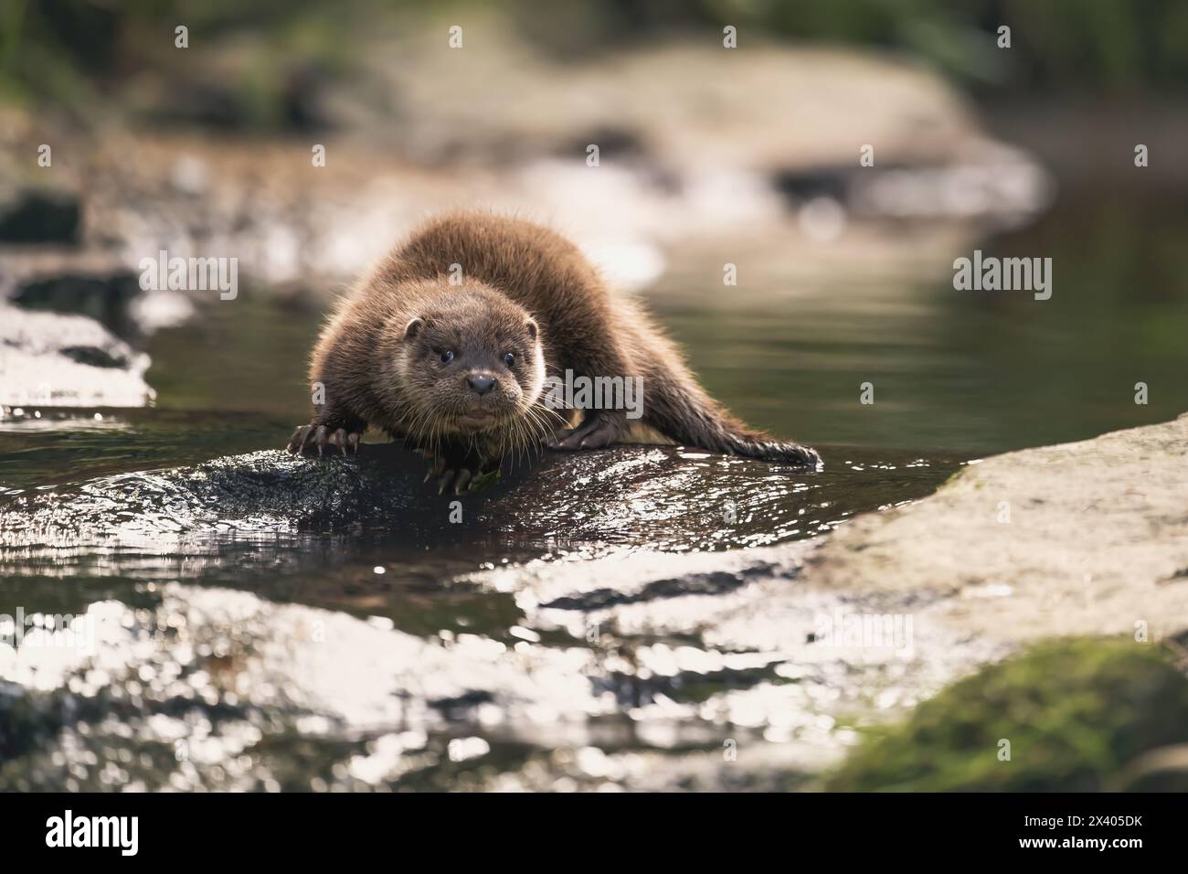 A river otter rests on a forest stream Stock Photo - Alamy