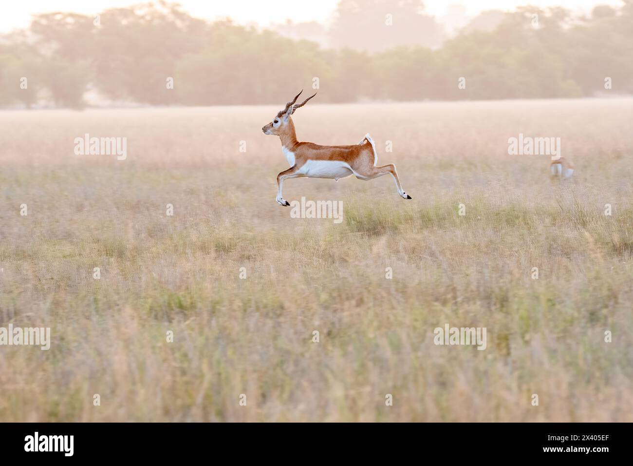 A mother and baby fawn running in synch with jumping motion in the ...
