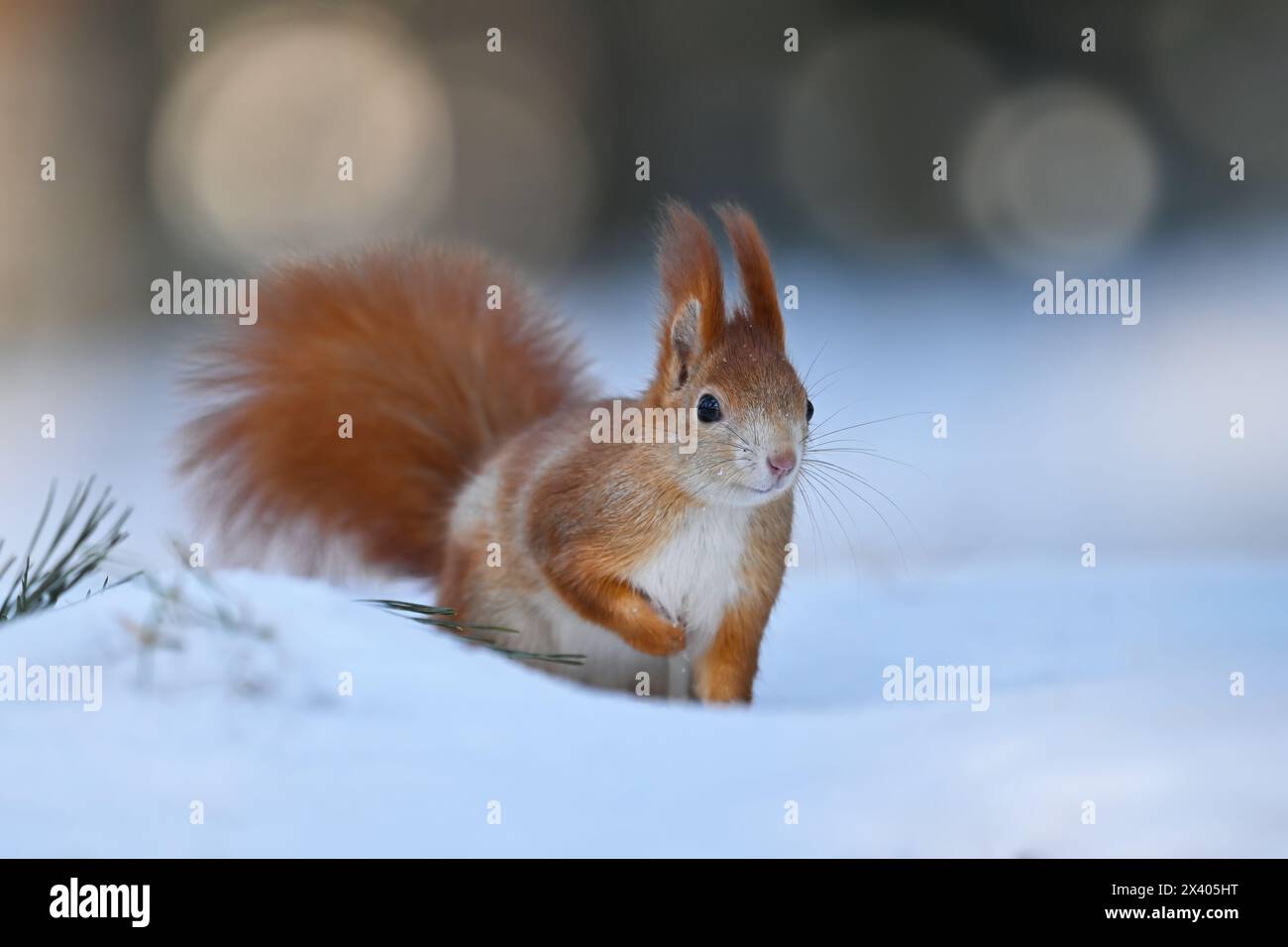 Squirrel runs through autumn forest hi-res stock photography and images ...