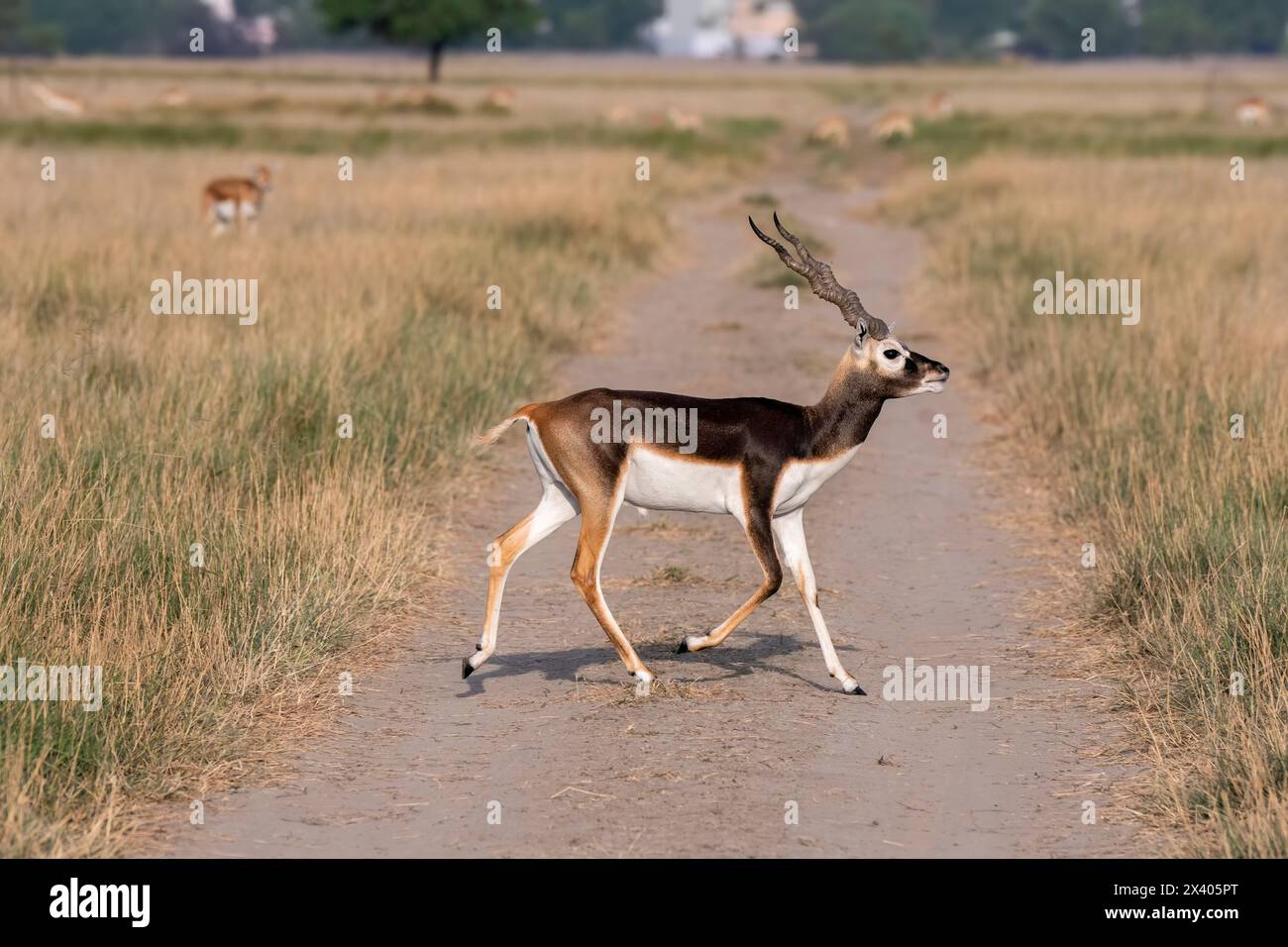 A Blackbuck grazing in the grasslands inside Blackbuck Sanctury in Tal ...