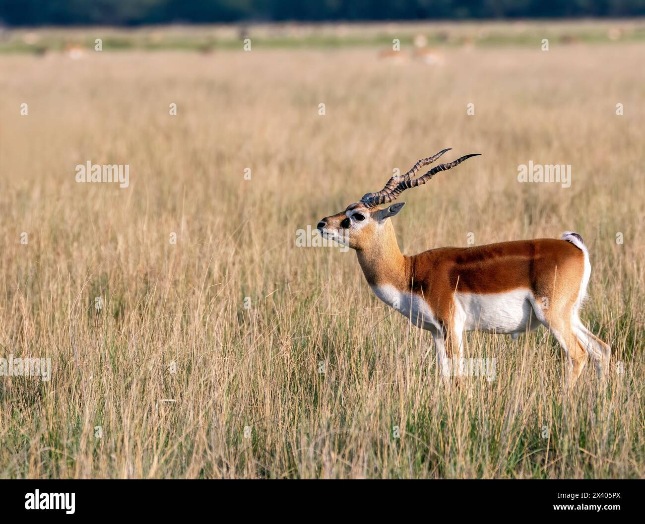 A Blackbuck grazing in the grasslands inside Blackbuck Sanctury in Tal ...