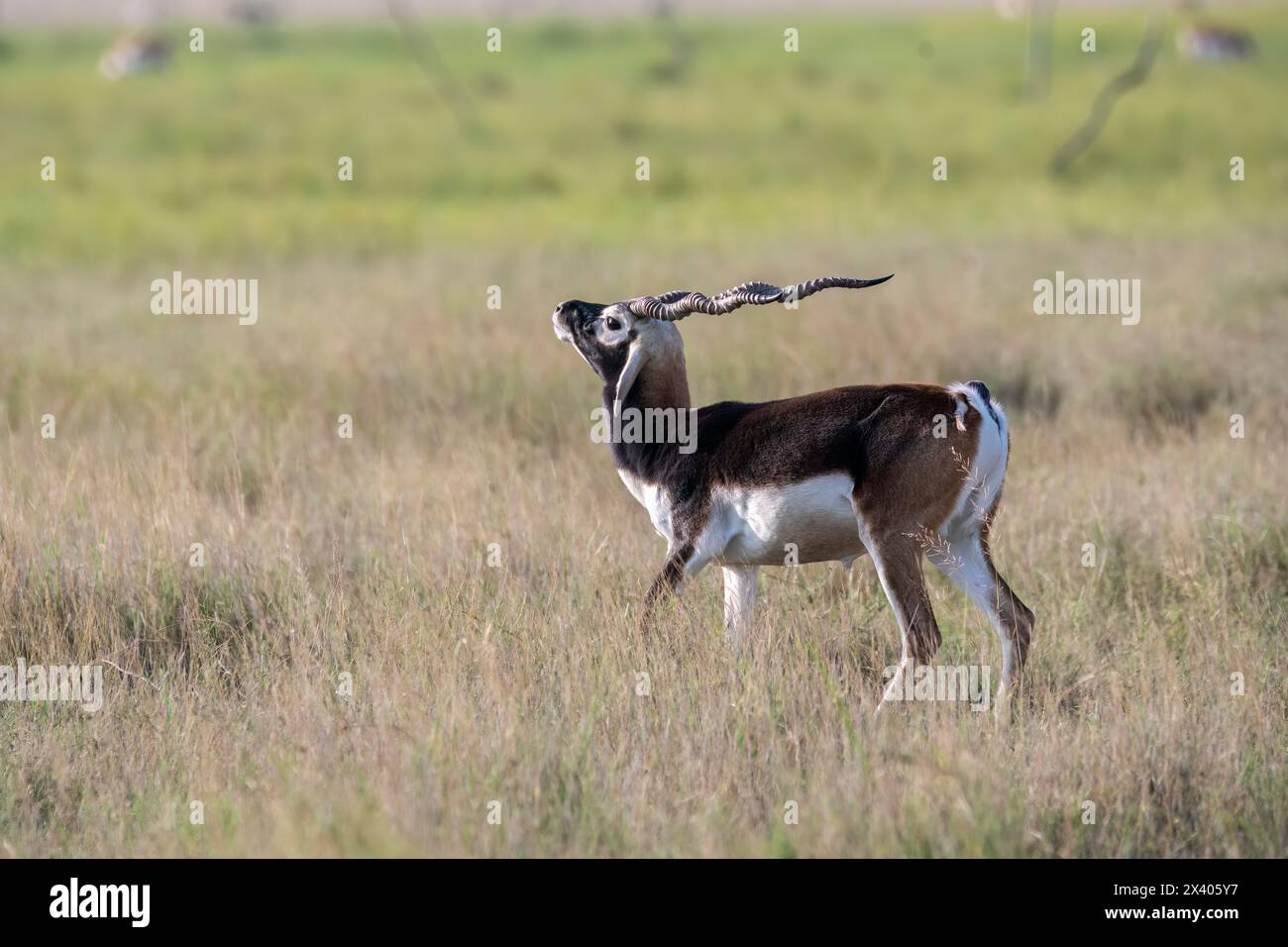 A Blackbuck grazing in the grasslands inside Blackbuck Sanctury in Tal ...