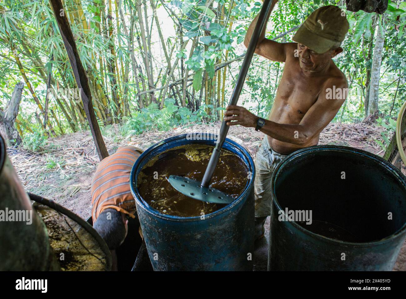 Cocaine, plantation and preparation of cocaine, Colombia, drug Stock ...