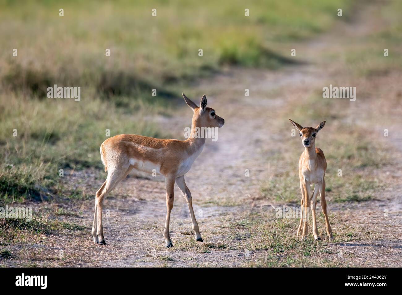A Blackbuck grazing in the grasslands inside Blackbuck Sanctury in Tal ...