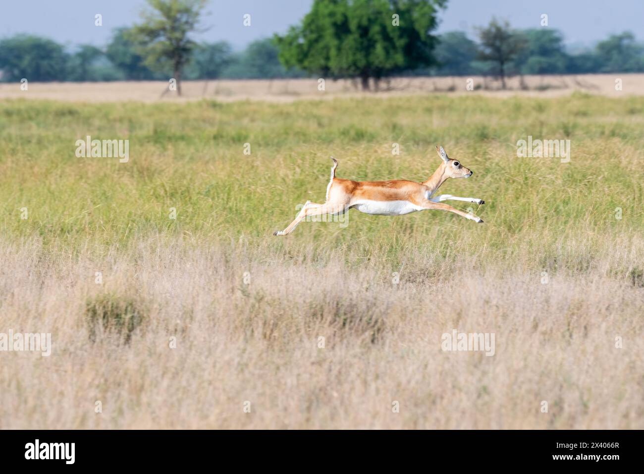 Blackbuck jumping hi-res stock photography and images - Alamy