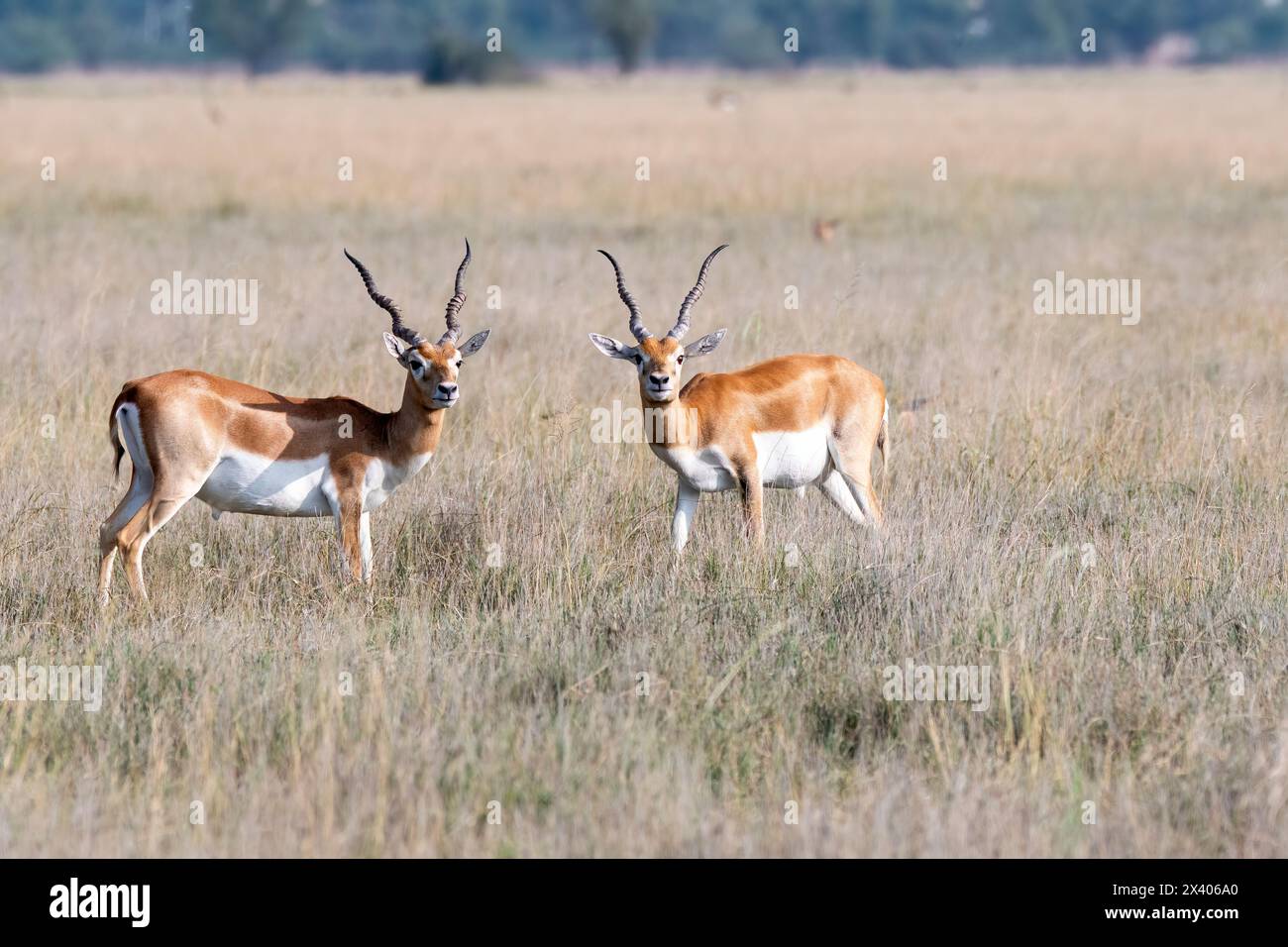 A Blackbuck grazing in the grasslands inside Blackbuck Sanctury in Tal ...