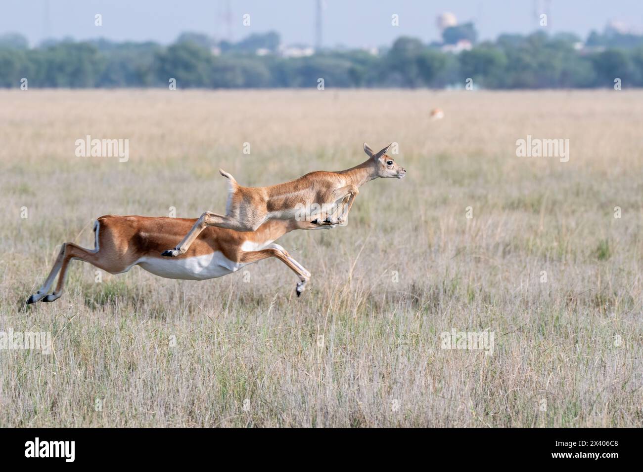 Blackbuck jumping hi-res stock photography and images - Alamy