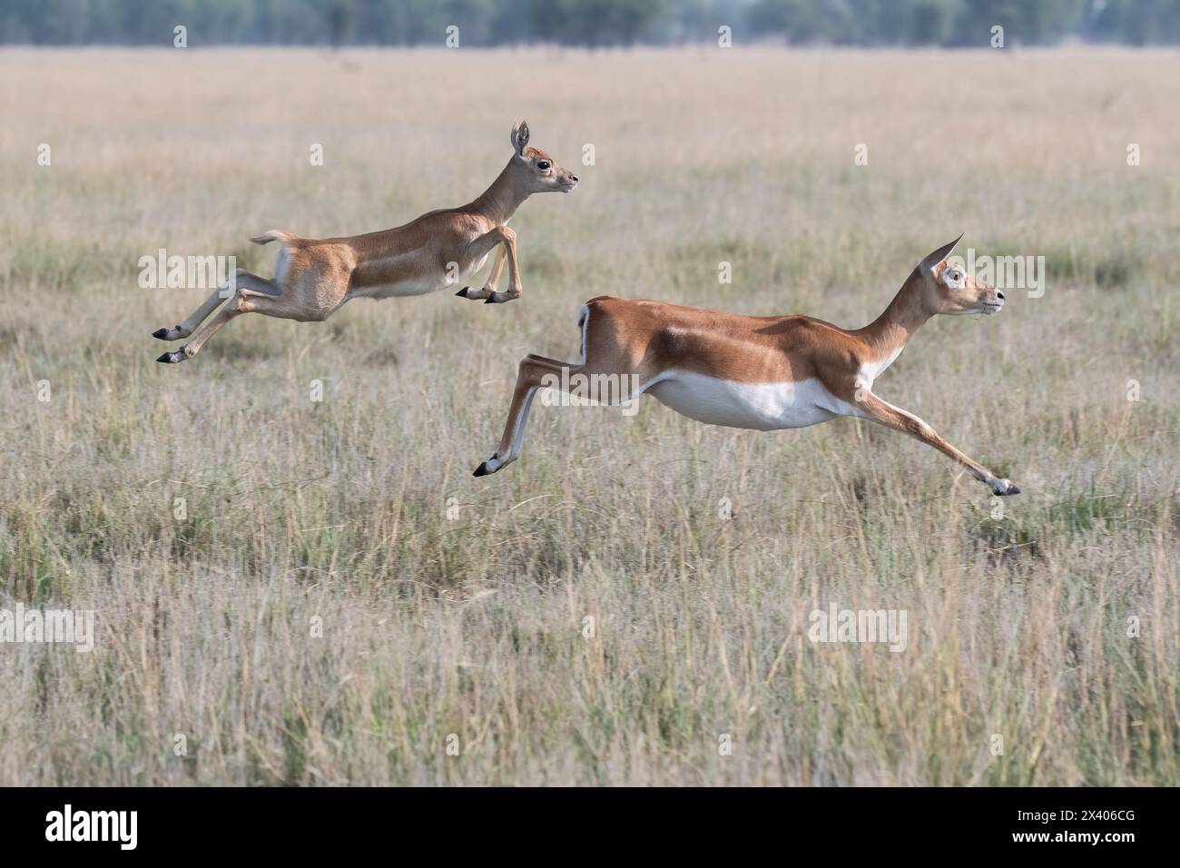 A mother and baby fawn running in synch with jumping motion in the ...