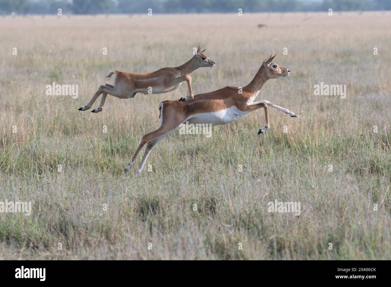 A mother and baby fawn running in synch with jumping motion in the ...