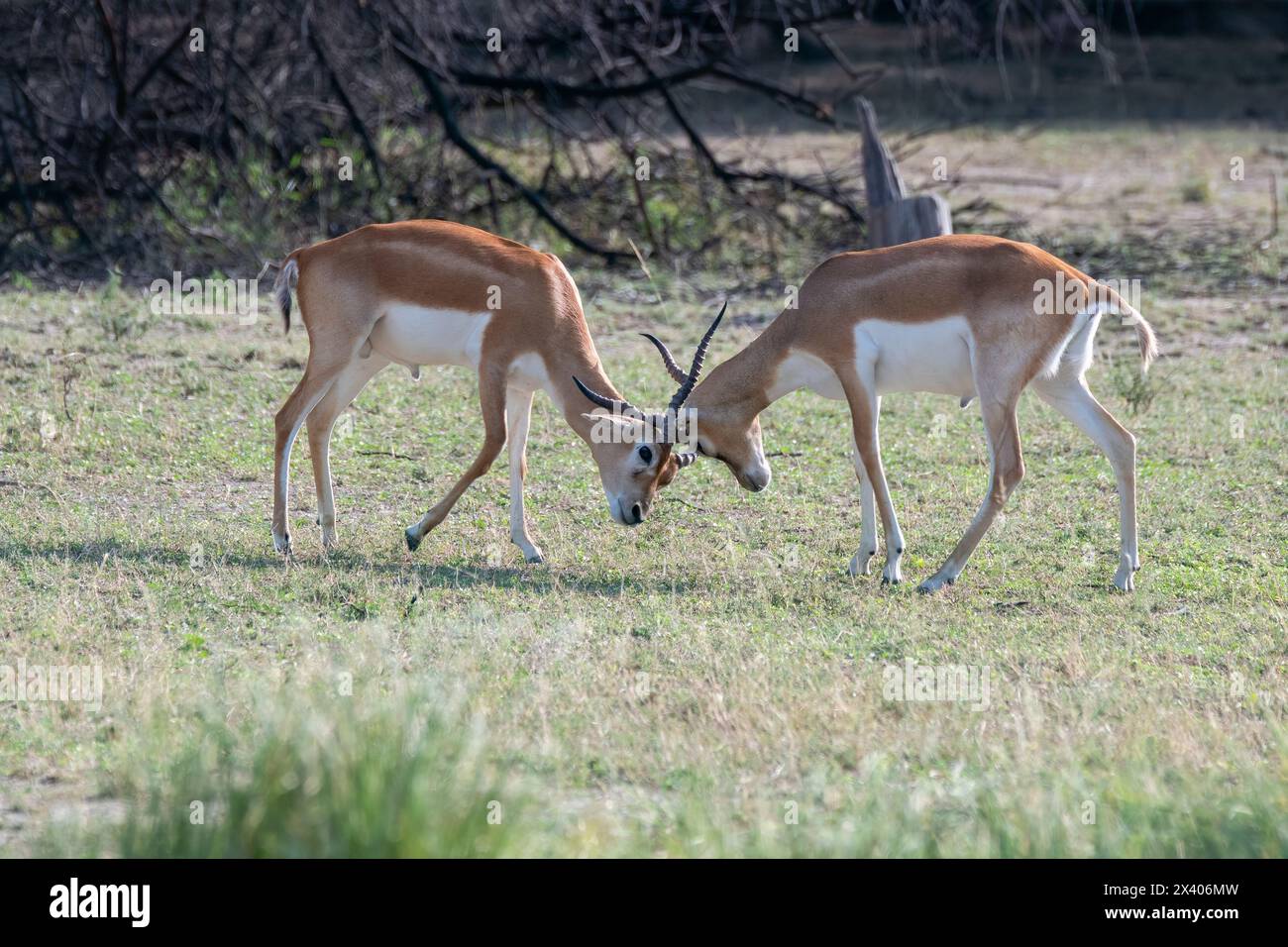 Blackbuck jumping hi-res stock photography and images - Alamy