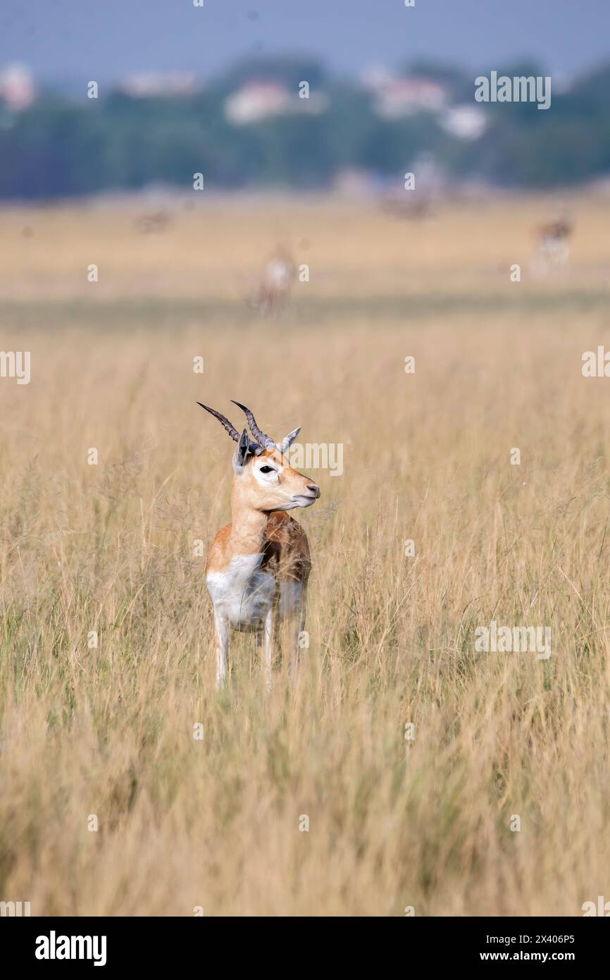 A Blackbuck grazing in the grasslands inside Blackbuck Sanctury in Tal ...