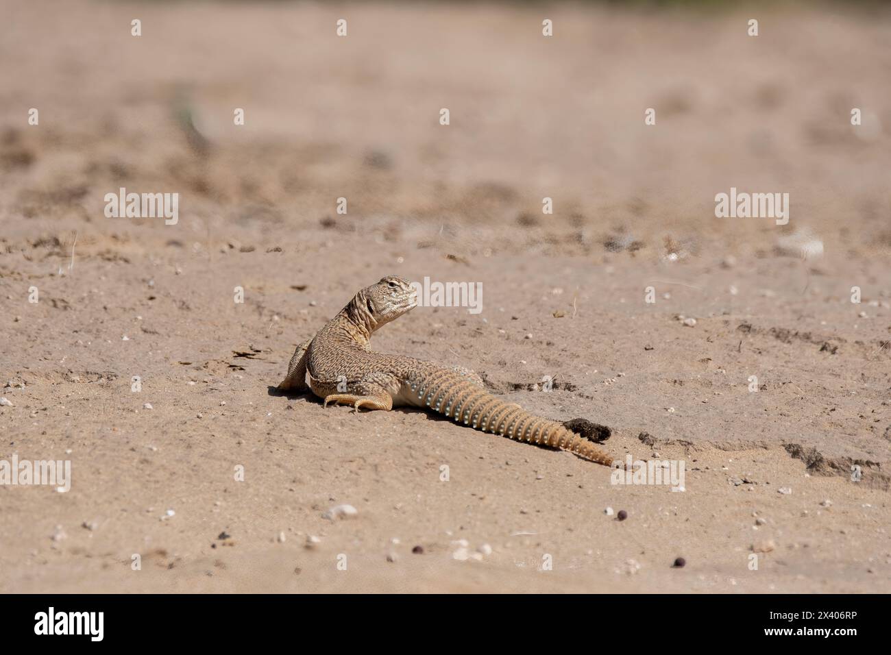 Spiny-tailed lizards appear on the surface only during early winters ...