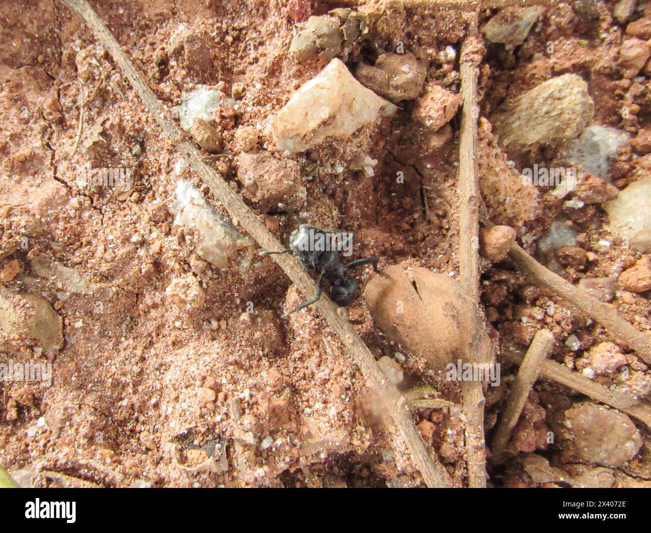 Black ant, walking across the red earth floor, among dry leaves, stones ...