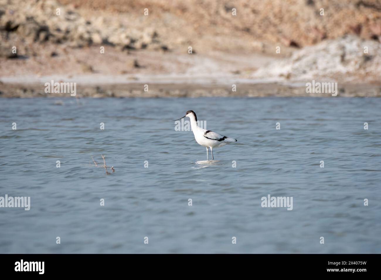 A flock of pied avocet wading through marshy water near salt pits on ...