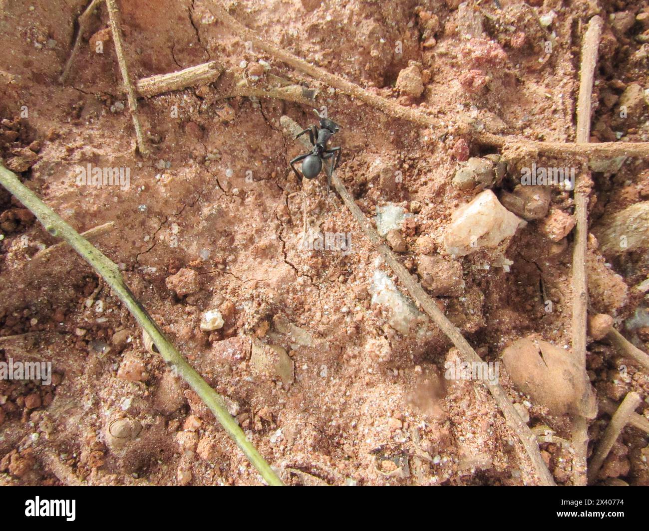 Red ant colony walking across hi-res stock photography and images - Alamy
