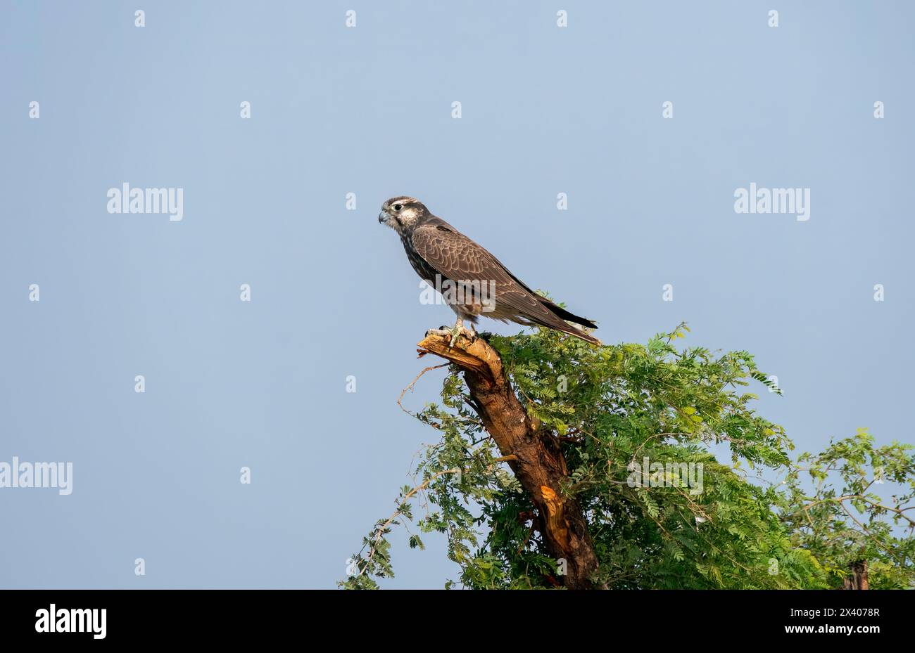 A laggar falcon perched on top of a tree in the grasslands of tal ...