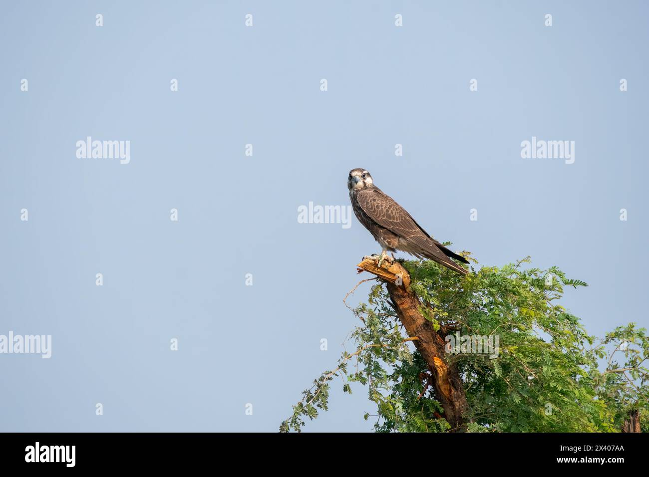 A laggar falcon perched on top of a tree in the grasslands of tal ...