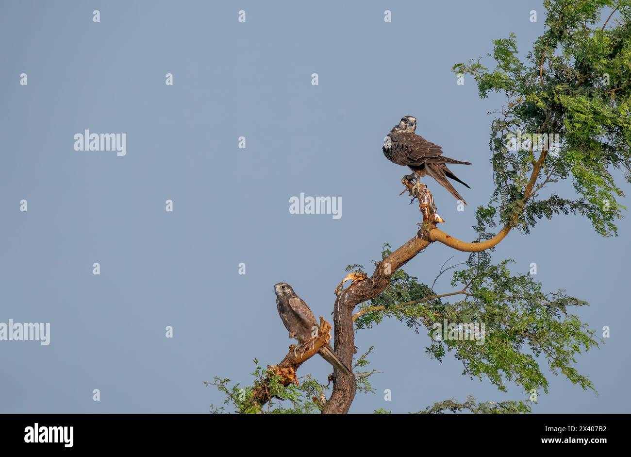 A laggar falcon perched on top of a tree in the grasslands of tal ...