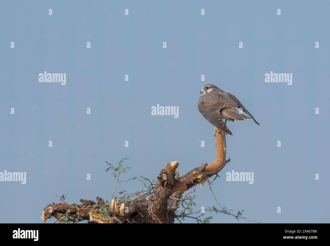 A laggar falcon perched on top of a tree in the grasslands of tal ...