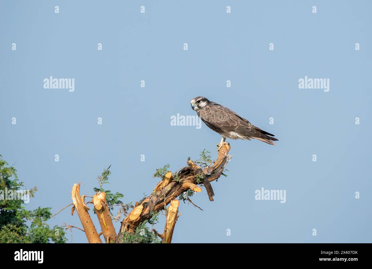 A laggar falcon perched on top of a tree in the grasslands of tal ...