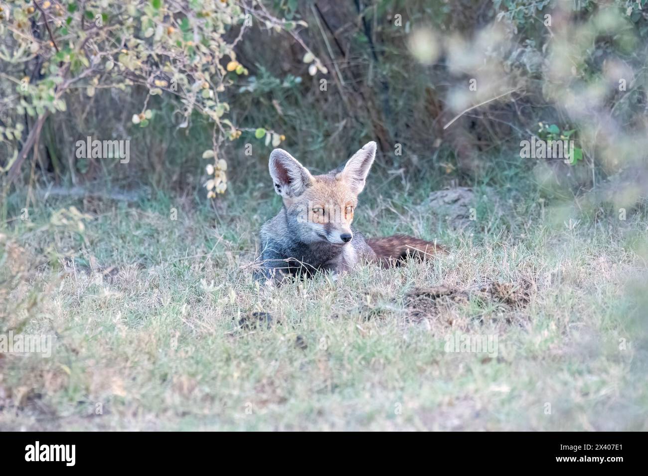 Indian Desert fox resting in the shade of a bush inside Tal chappar ...
