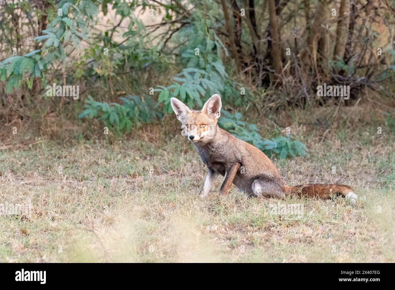 Indian Desert fox resting in the shade of a bush inside Tal chappar ...