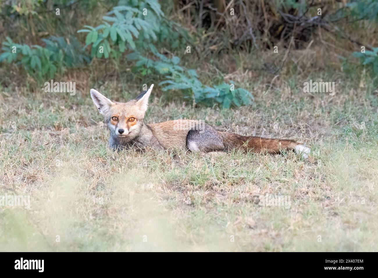 Indian Desert fox resting in the shade of a bush inside Tal chappar ...