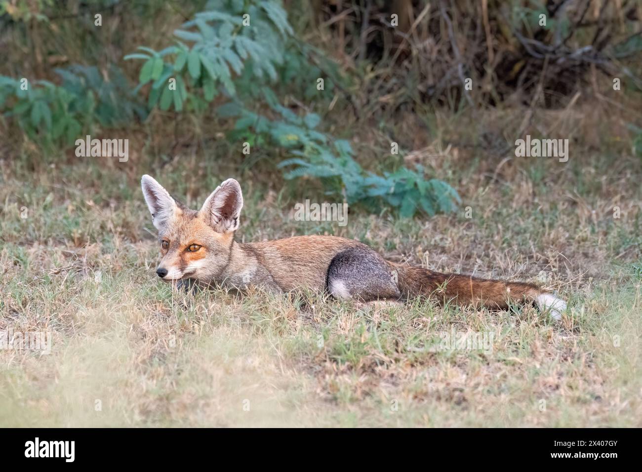 Indian Desert fox resting in the shade of a bush inside Tal chappar ...