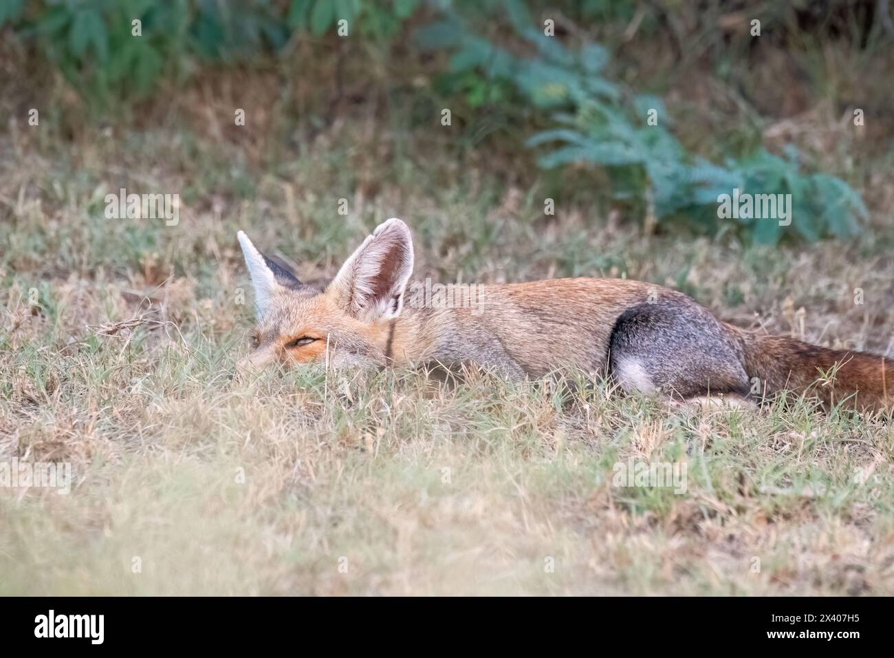 Indian Desert fox resting in the shade of a bush inside Tal chappar ...
