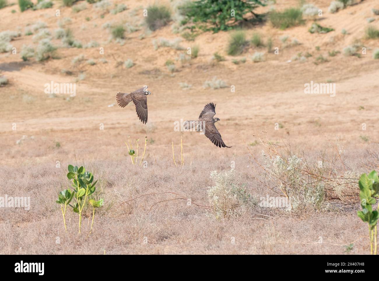 Two laggar falcons engaged in an aerial combat in the grasslands of tal ...