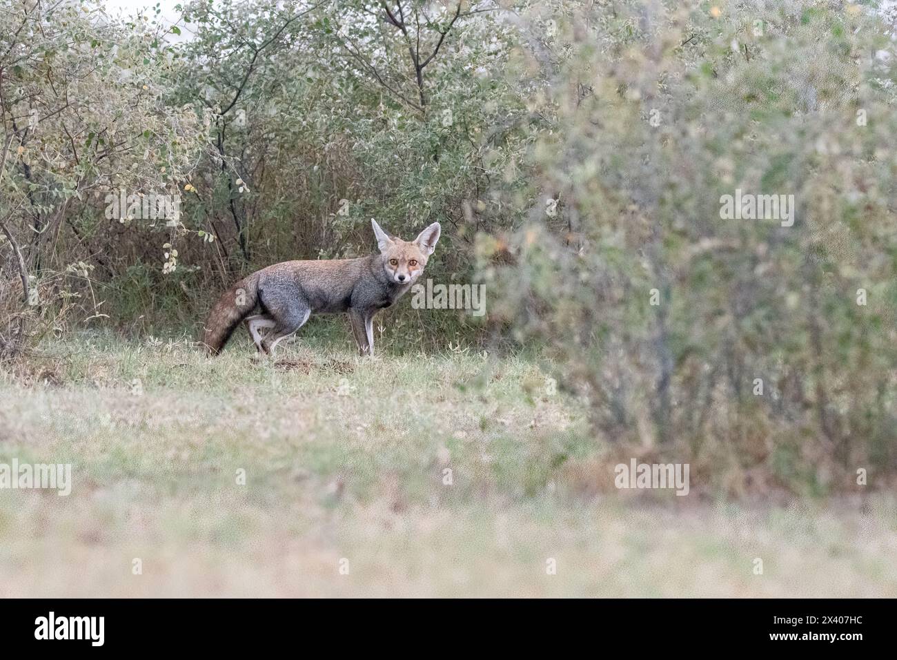 Indian Desert fox resting in the shade of a bush inside Tal chappar ...