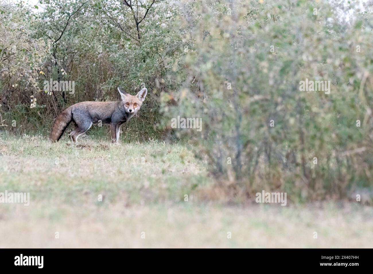 Indian Desert fox resting in the shade of a bush inside Tal chappar ...